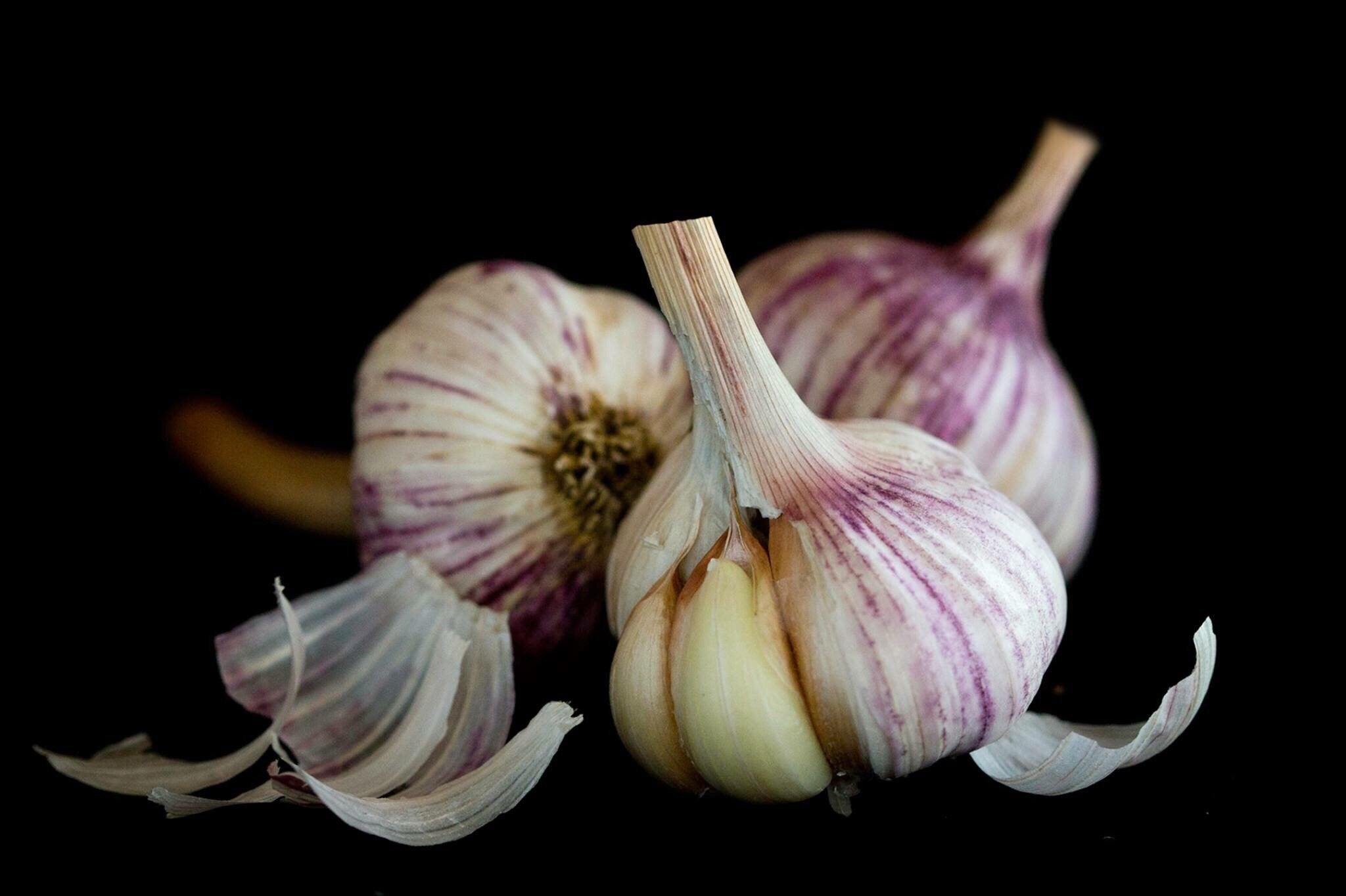 Australian Purple Garlic – Winter Green Farmacy